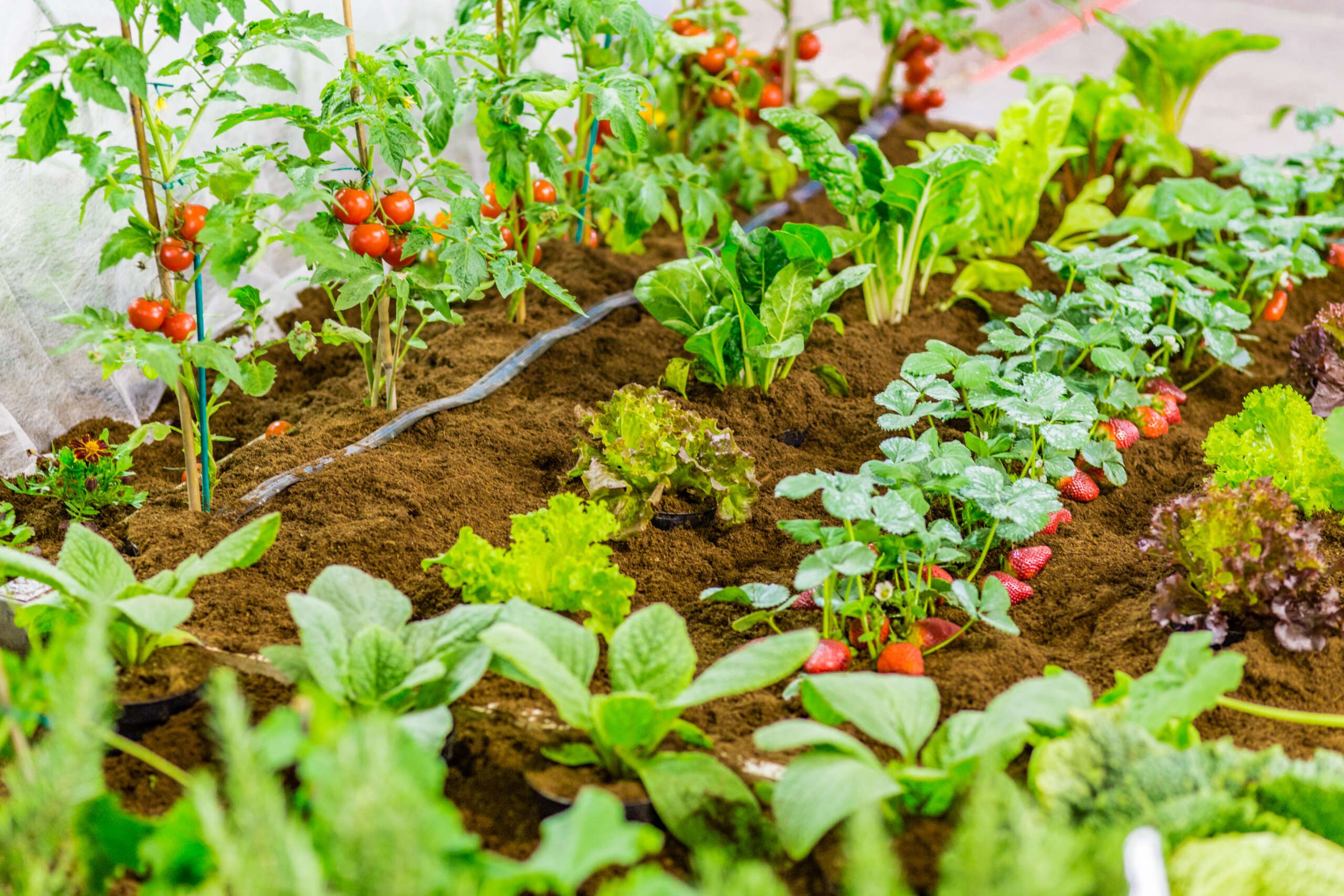 Geniet van verse producten met een eigen moestuin - Woonblog
